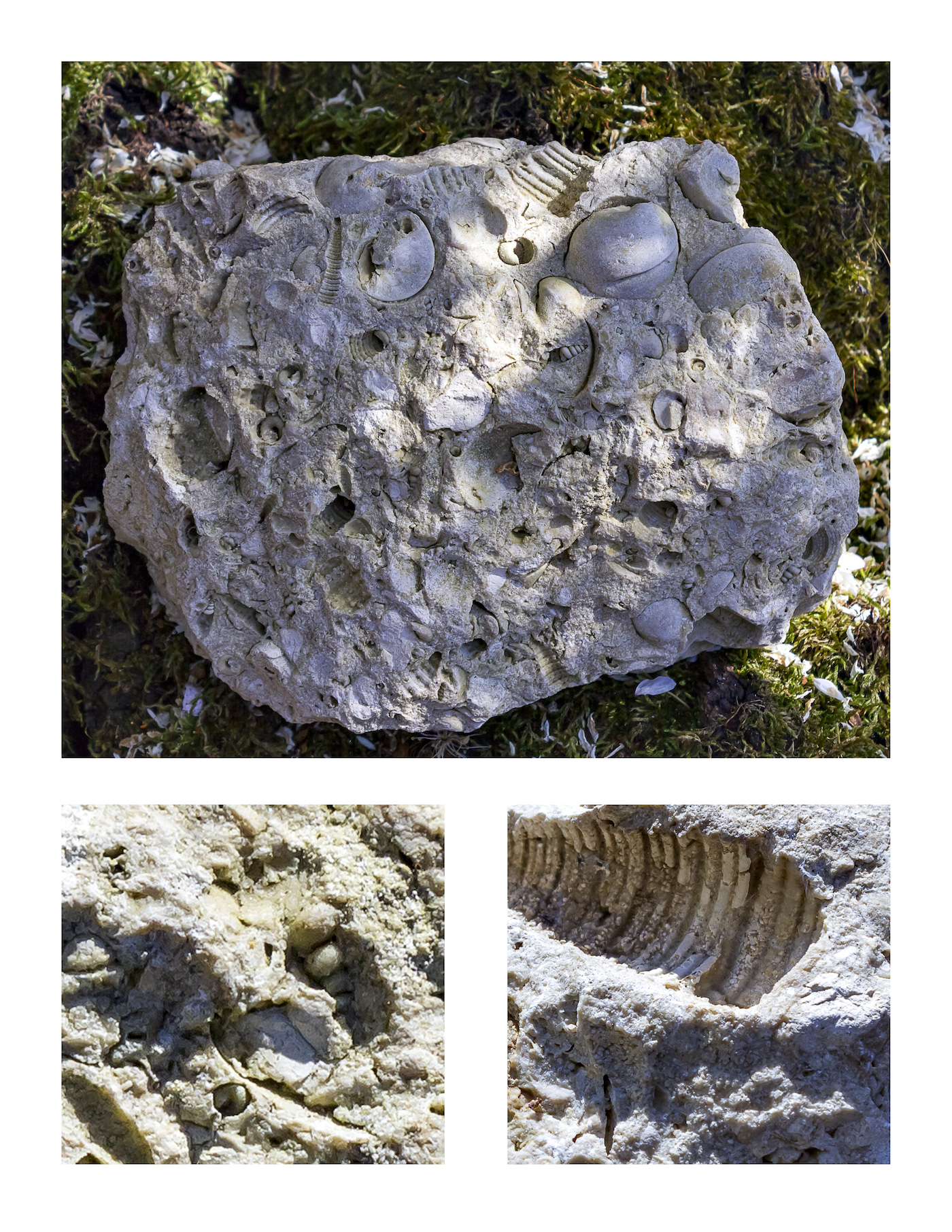 jfrançois_pierre calcaire « Club photo La Ferté